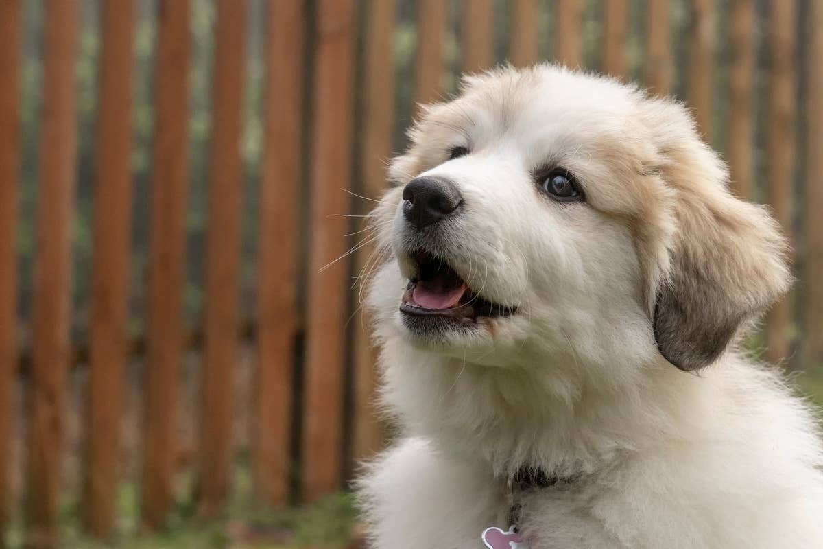 Great Pyrenees Puppy Uk