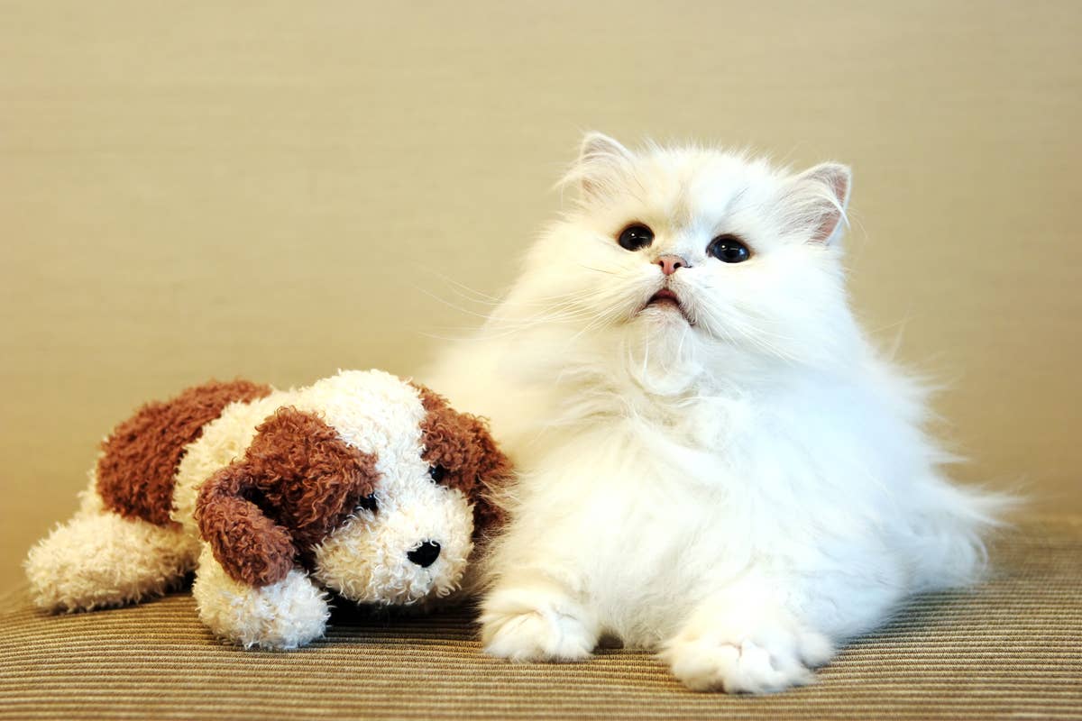 Persian Kitten Doll Face