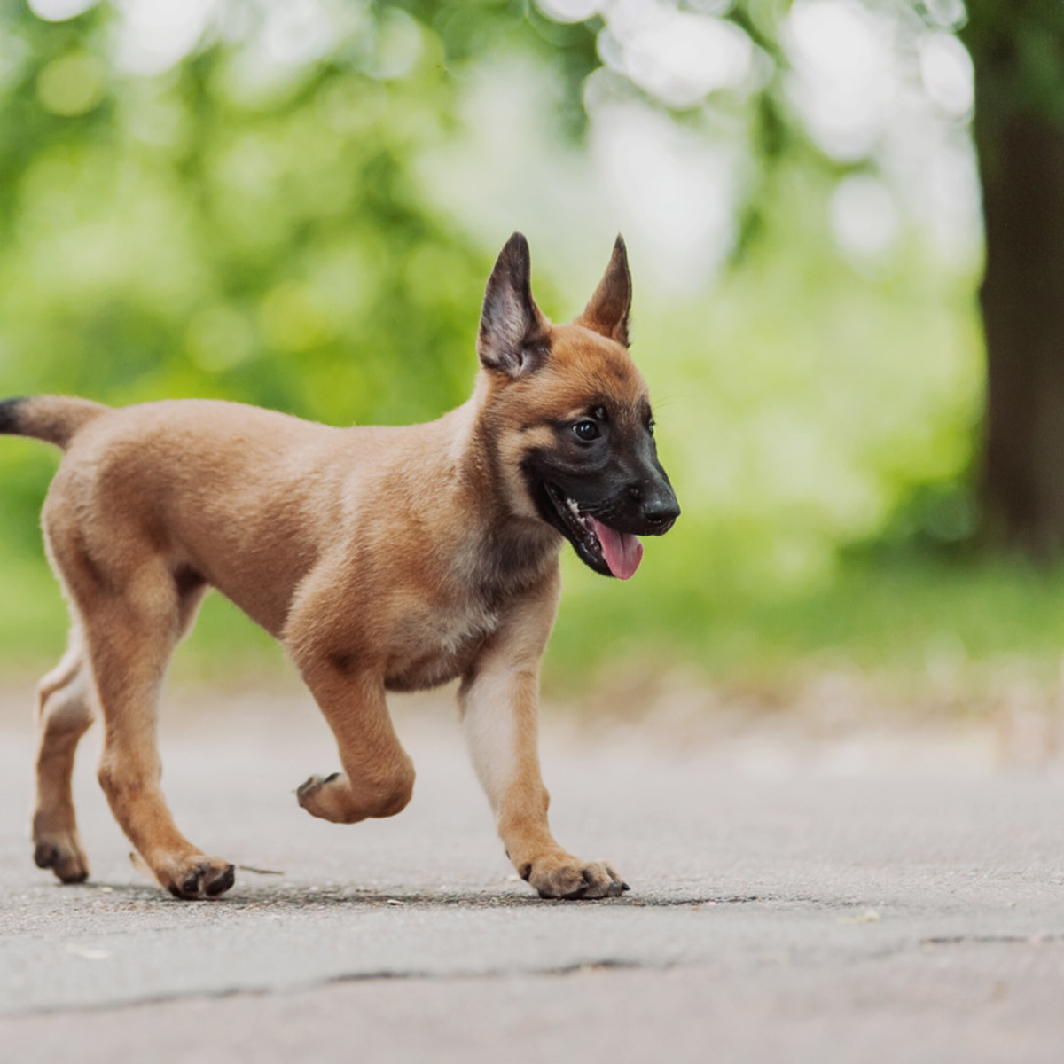 red sable malinois