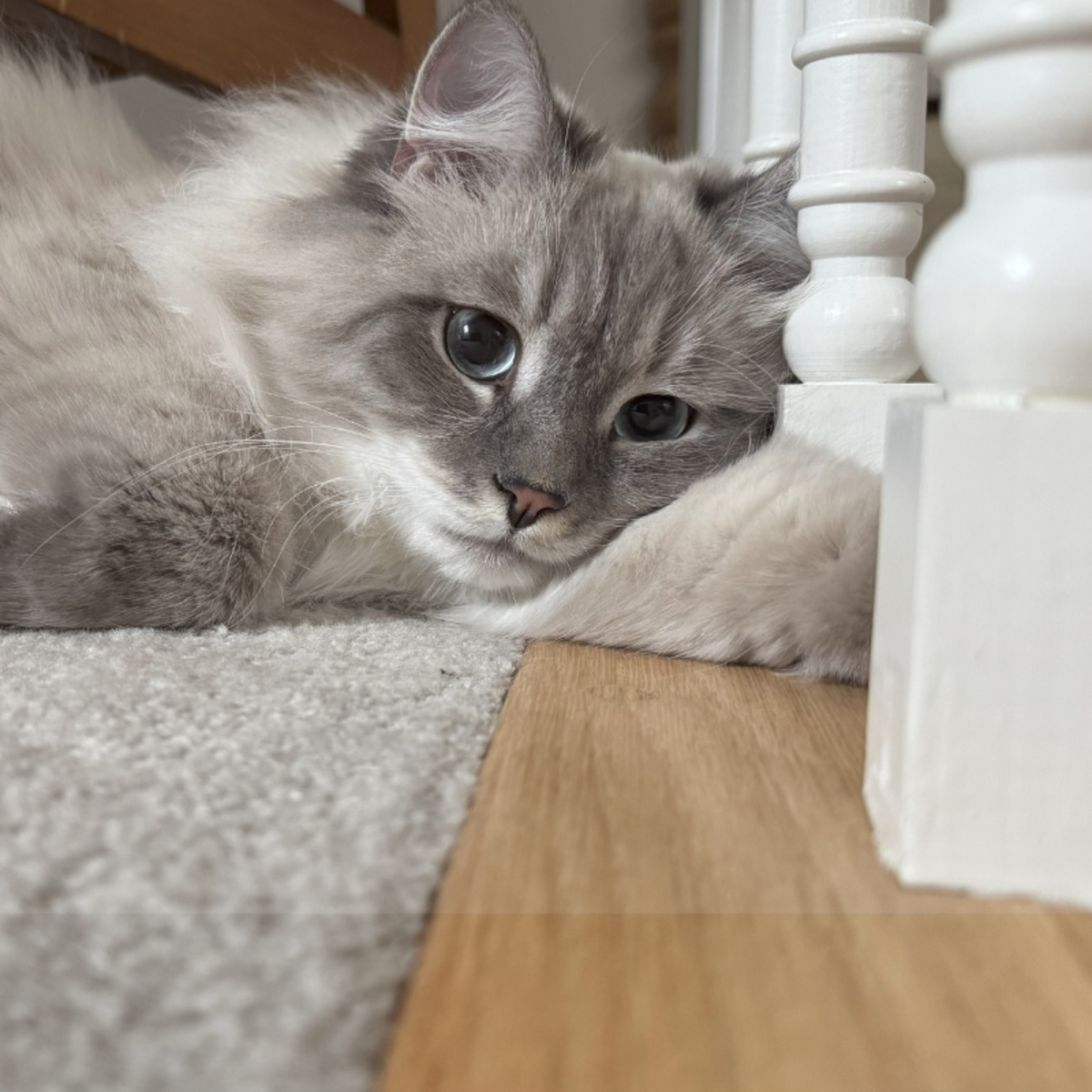 gray siberian cat