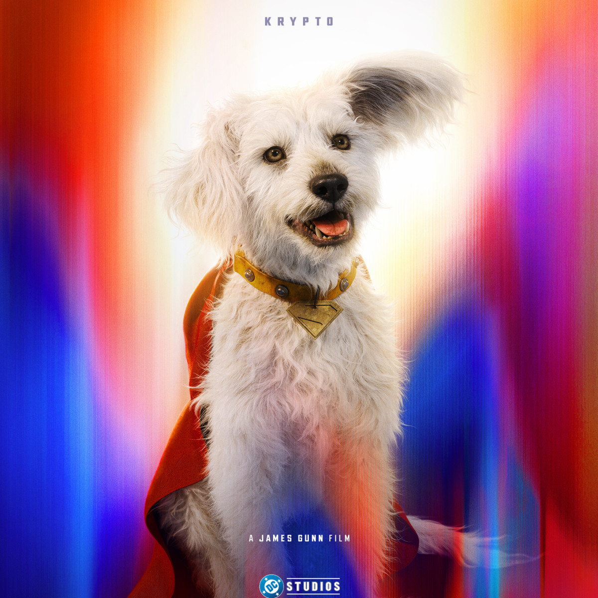 superman dog