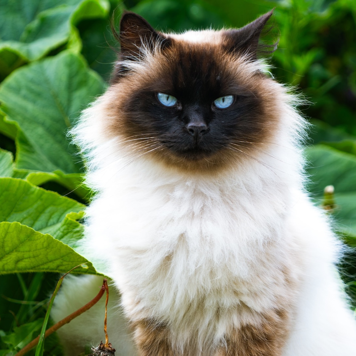 fluffy siamese cat called