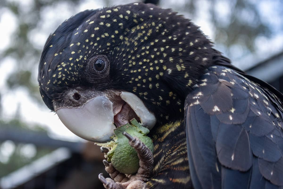 Are Black Cockatoos Dangerous