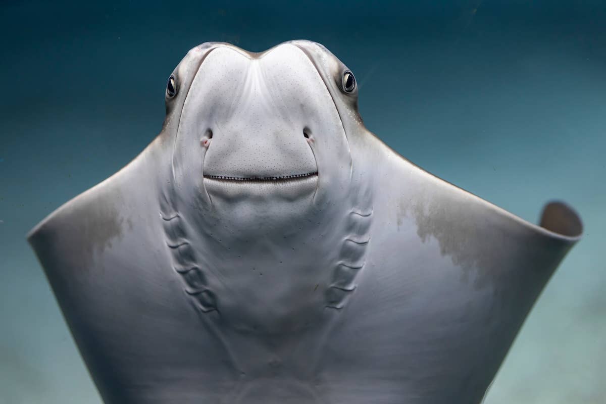 Baby Stingray Have Feet