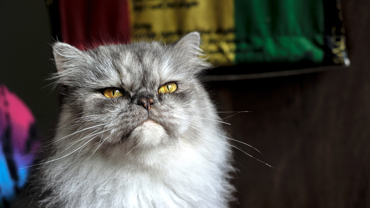 persian cats look grumpy