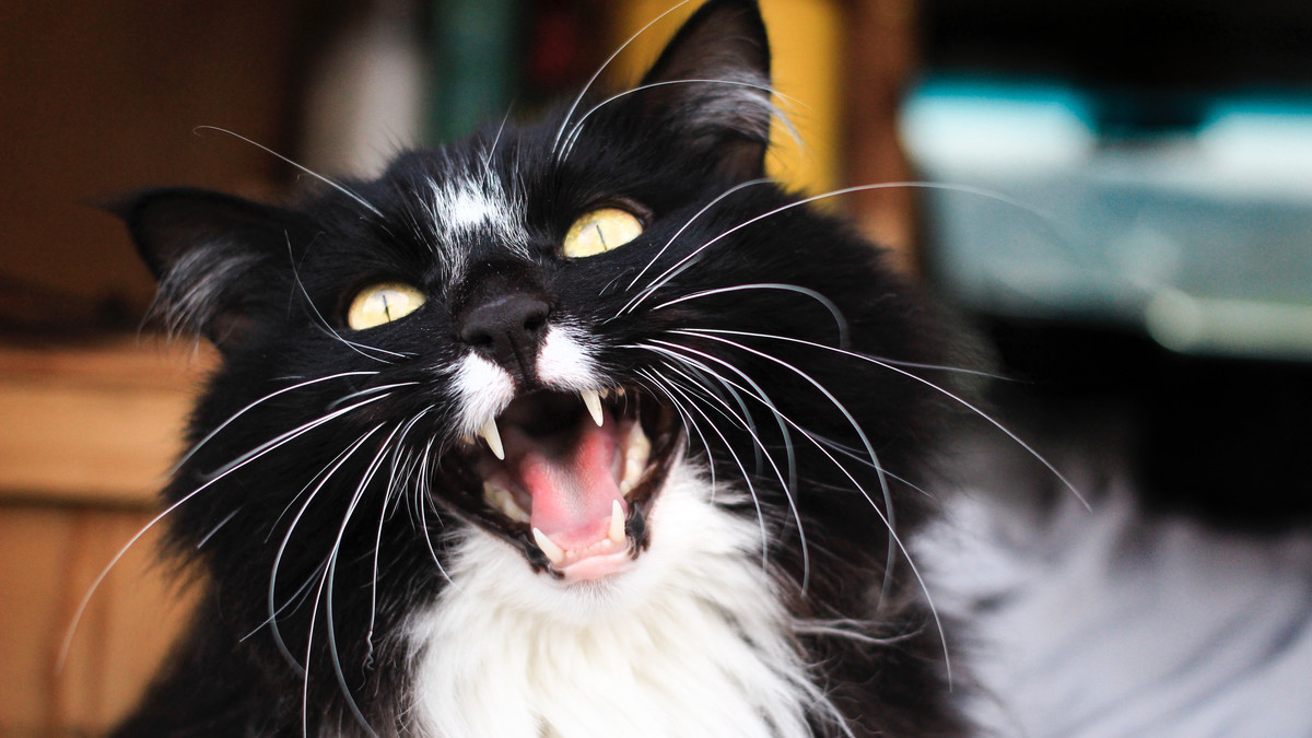 funny cat making noises