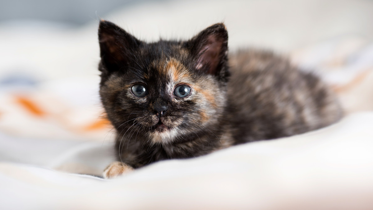 fluffy tortoiseshell cat