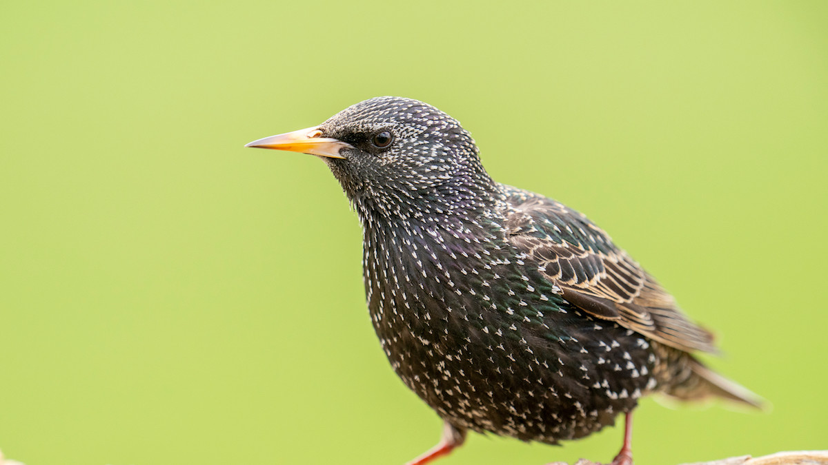 starling bird talking