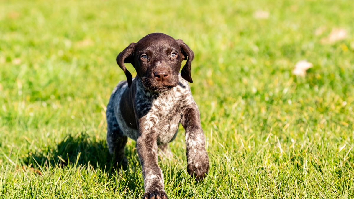 pointer dog puppies