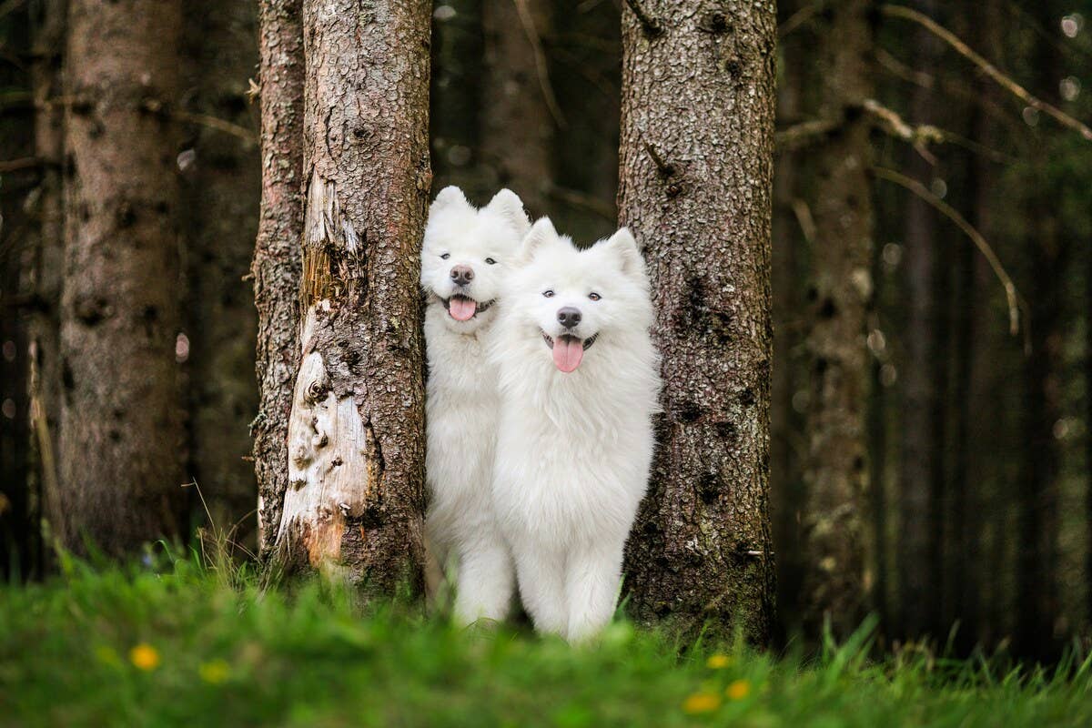 Brown Samoyed Puppies