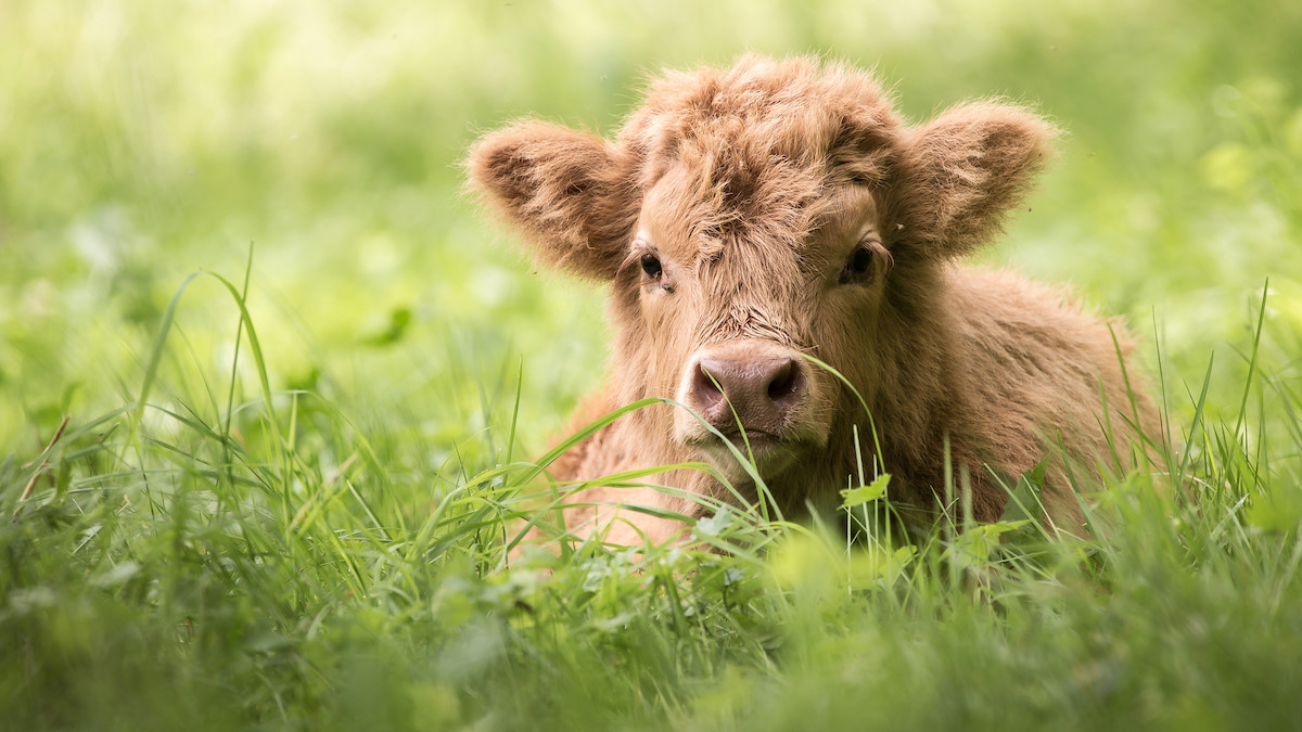 light brown fluffy cows