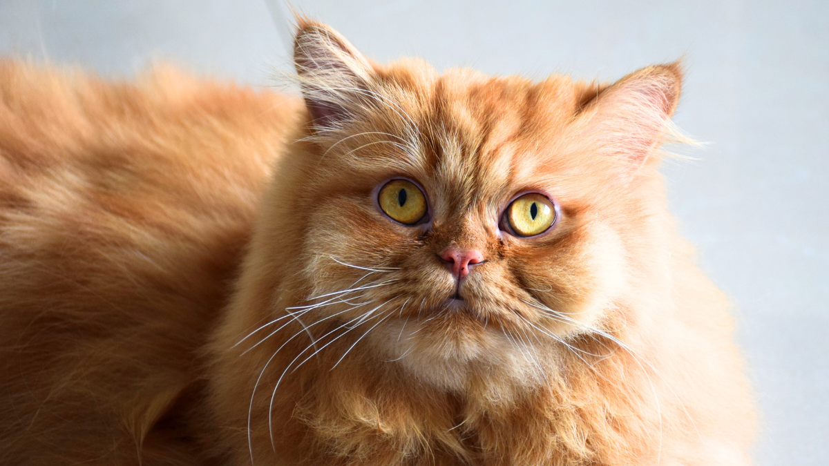 fluffy orange cat