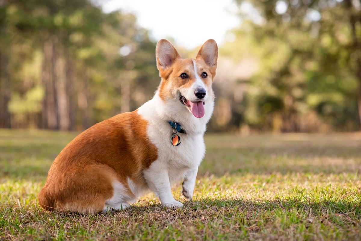 corgi stampede