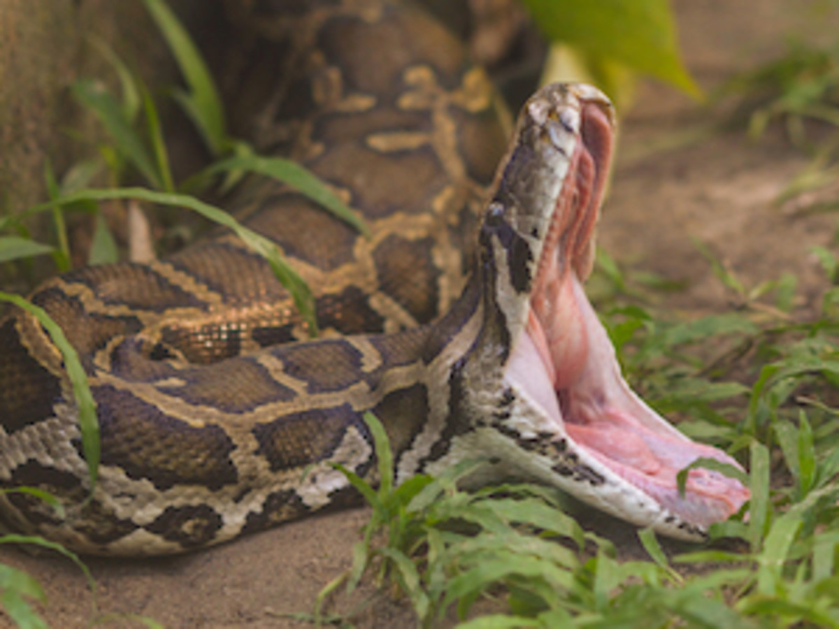 Snake Open Mouth Profile