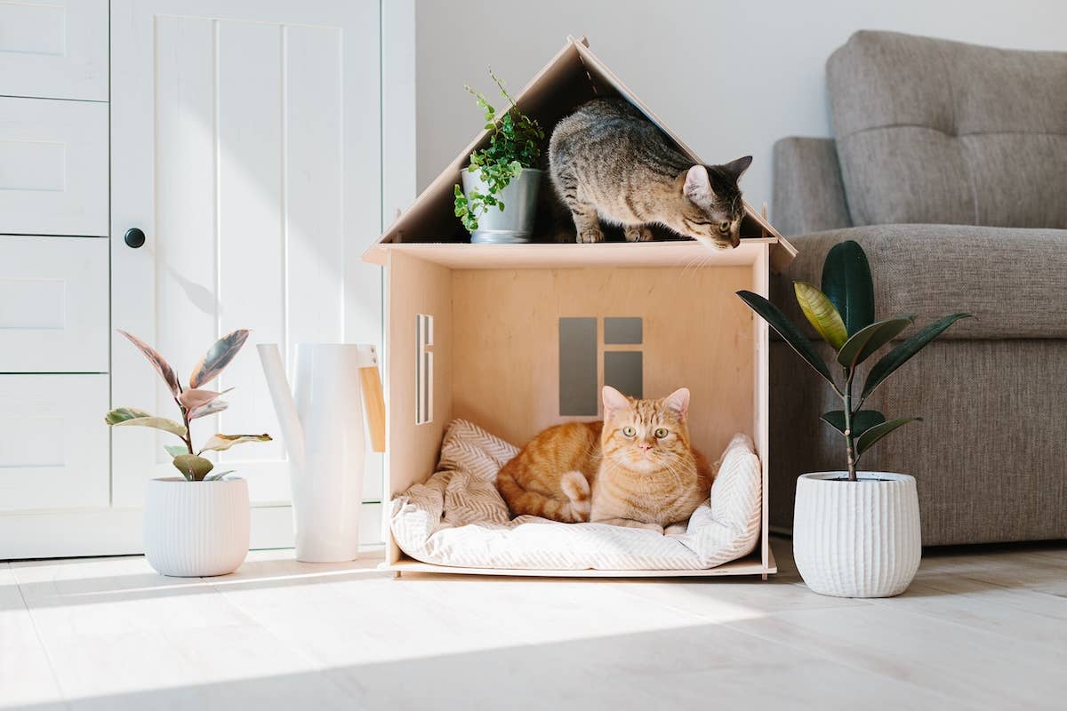 Tour The Cat Room Cat Room Foster Cat Cat House Diy