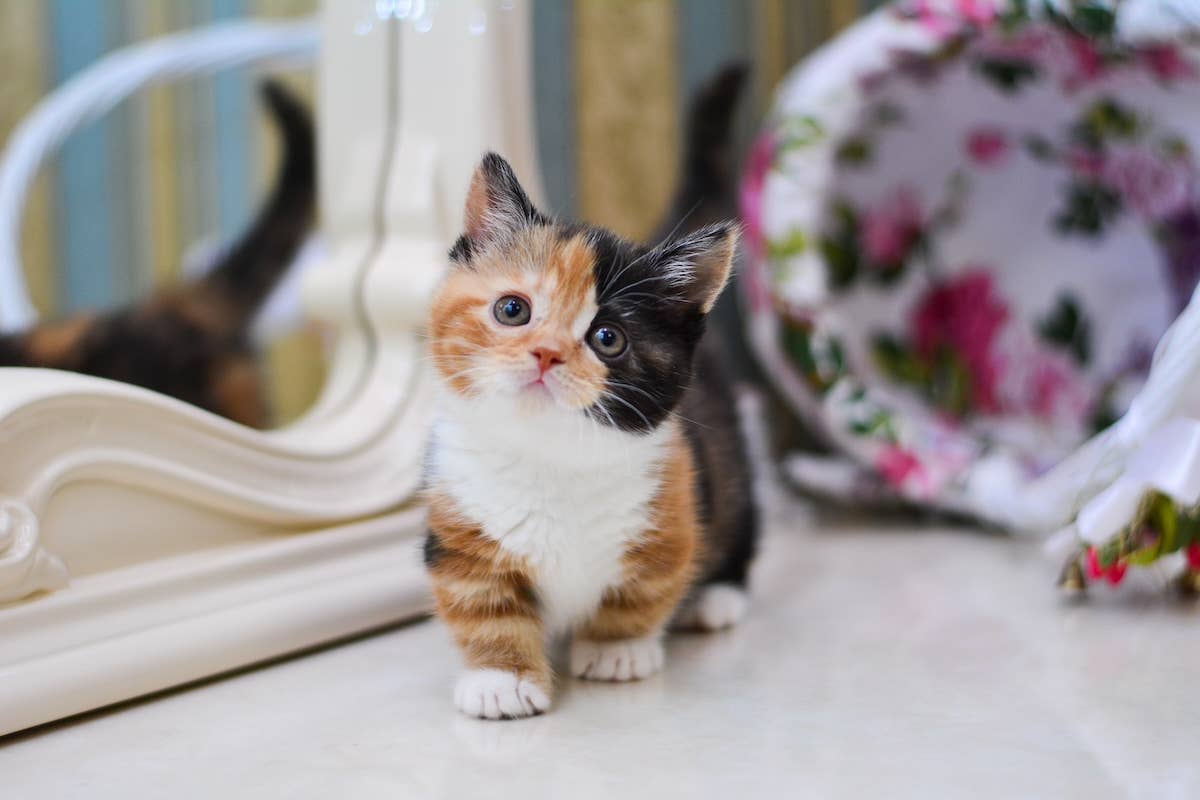 Munchkin Cross Cat