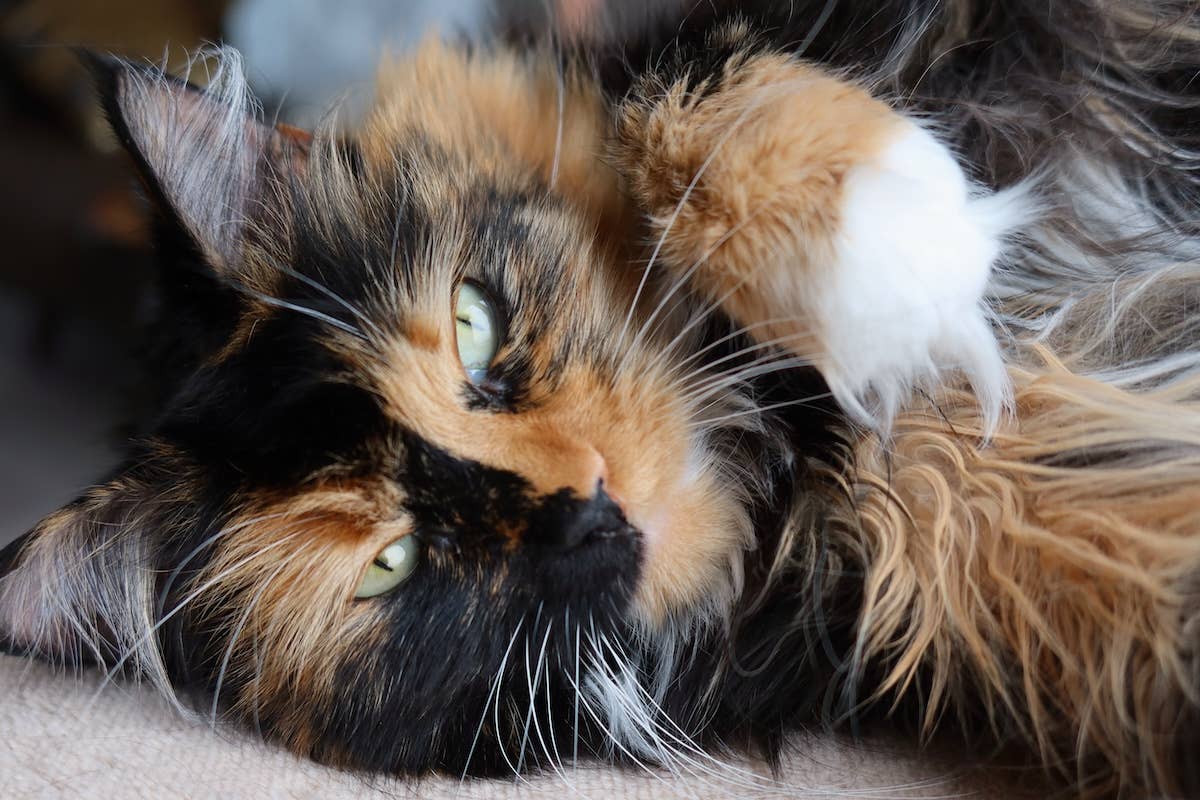 Calico Maine Coon Cat