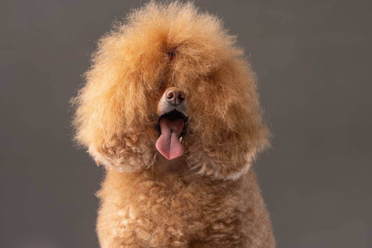 Poodle Haircuts Photos