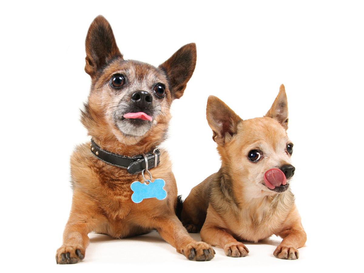 two chihuahuas