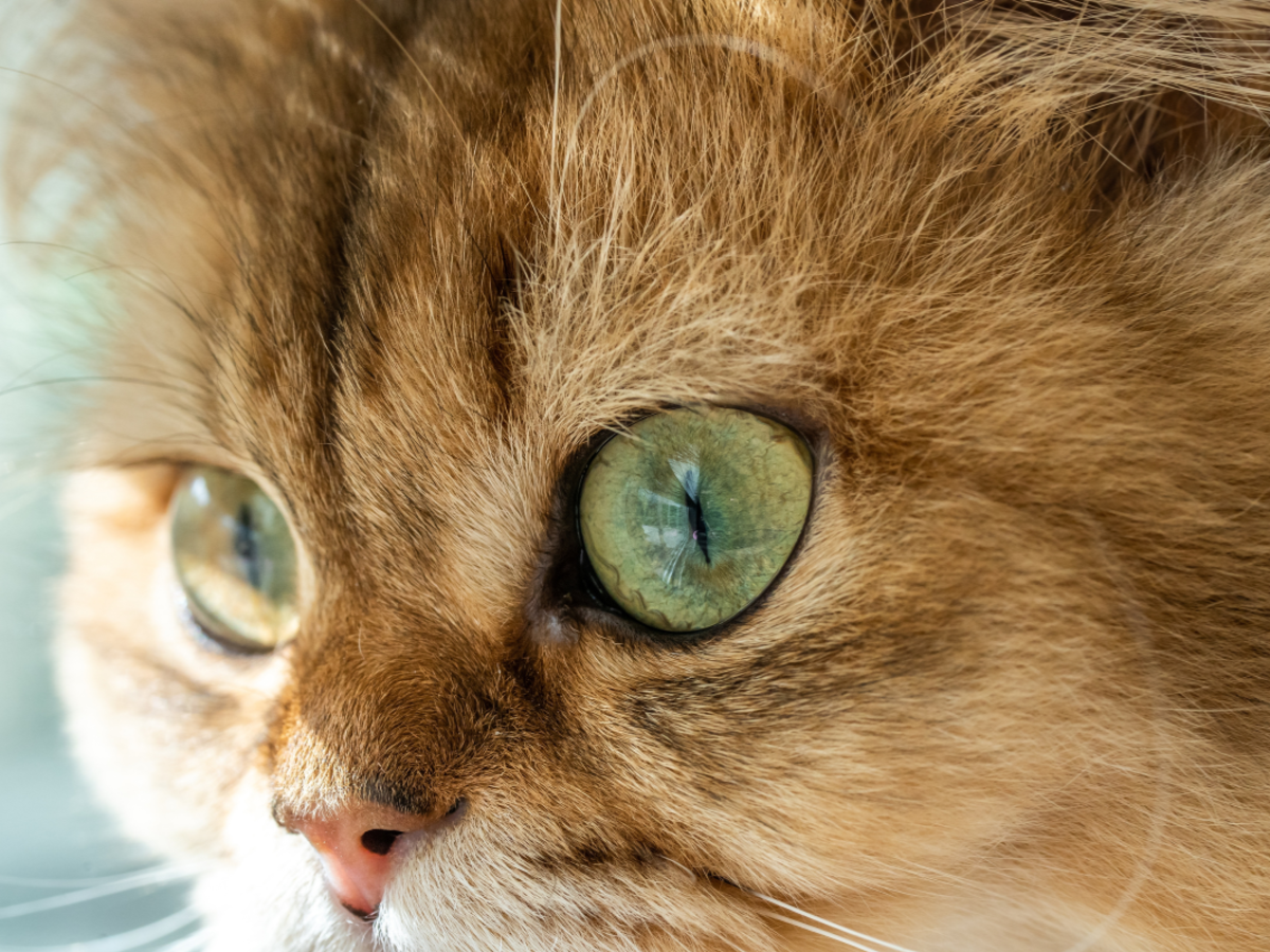 grumpy cat breed orange