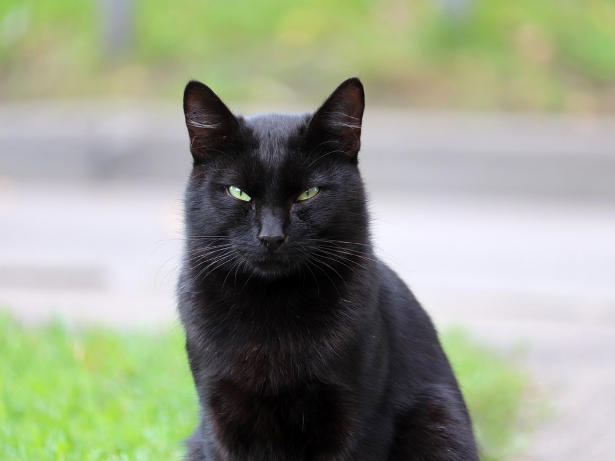 angry cat black