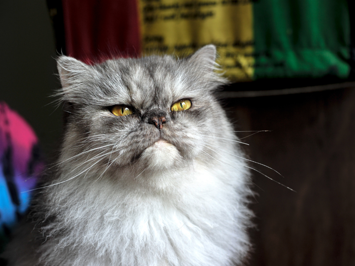 sleepy grumpy kitten