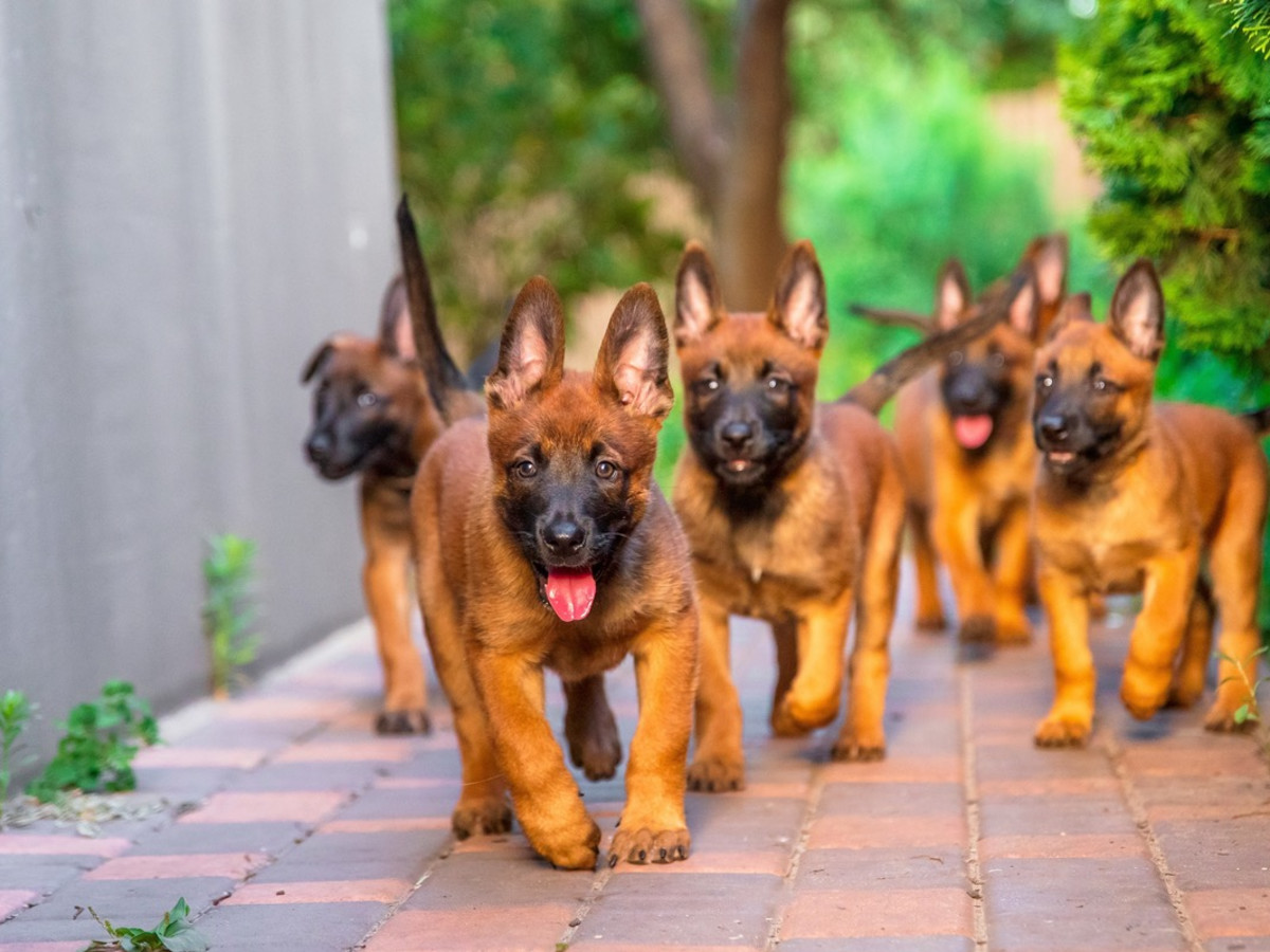 cute belgian malinois