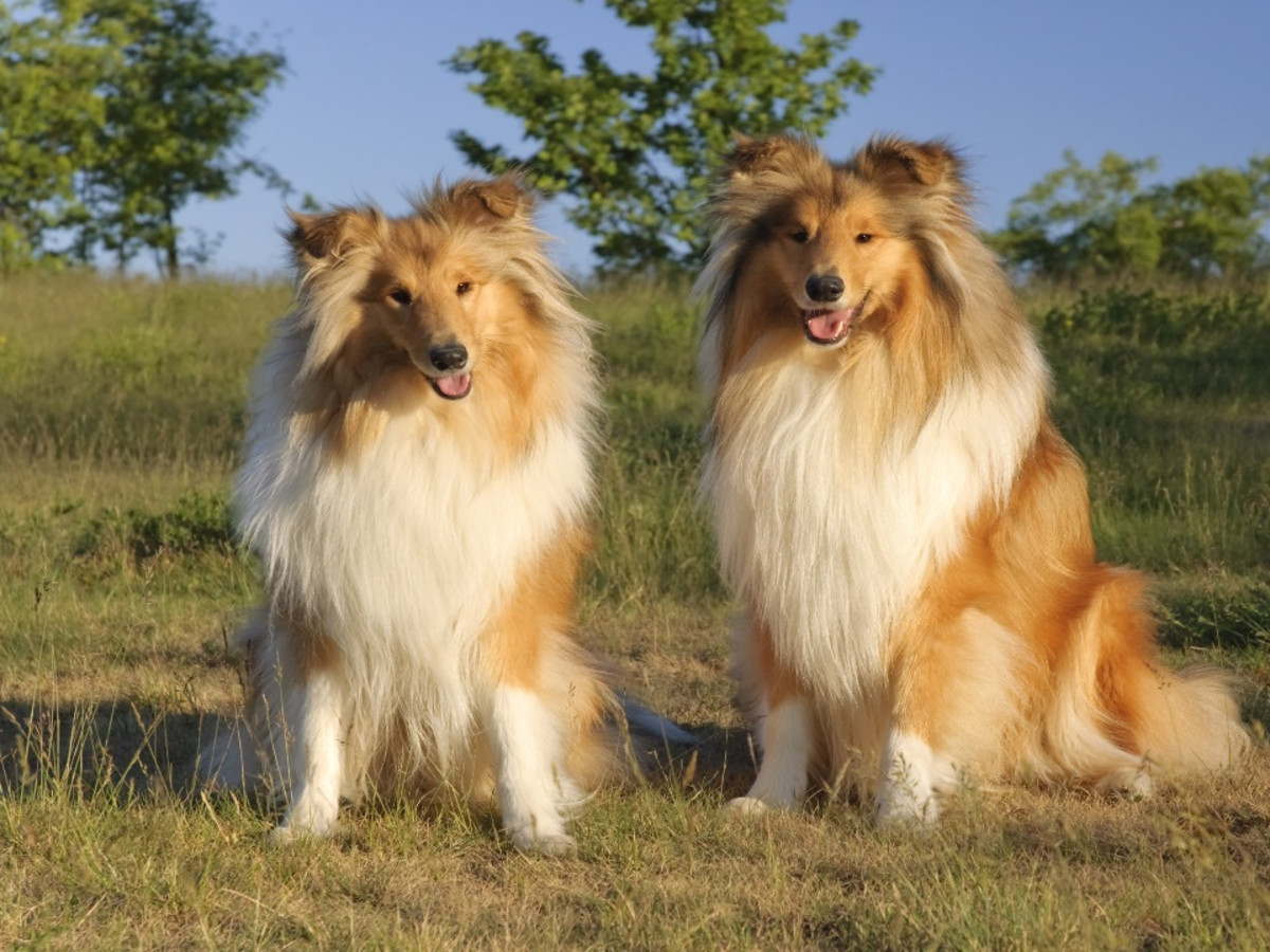 collies dogs