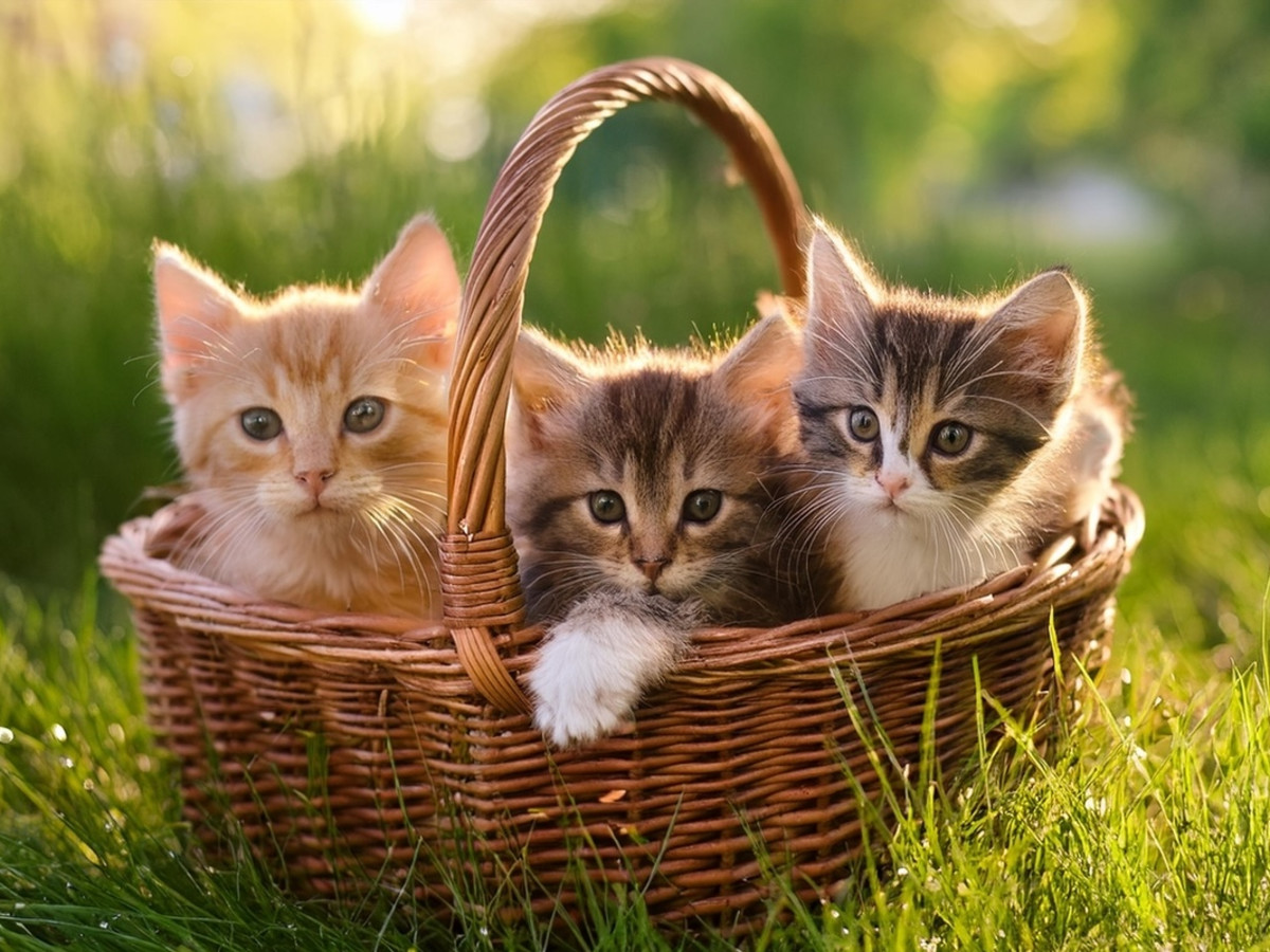 cute kittens playing