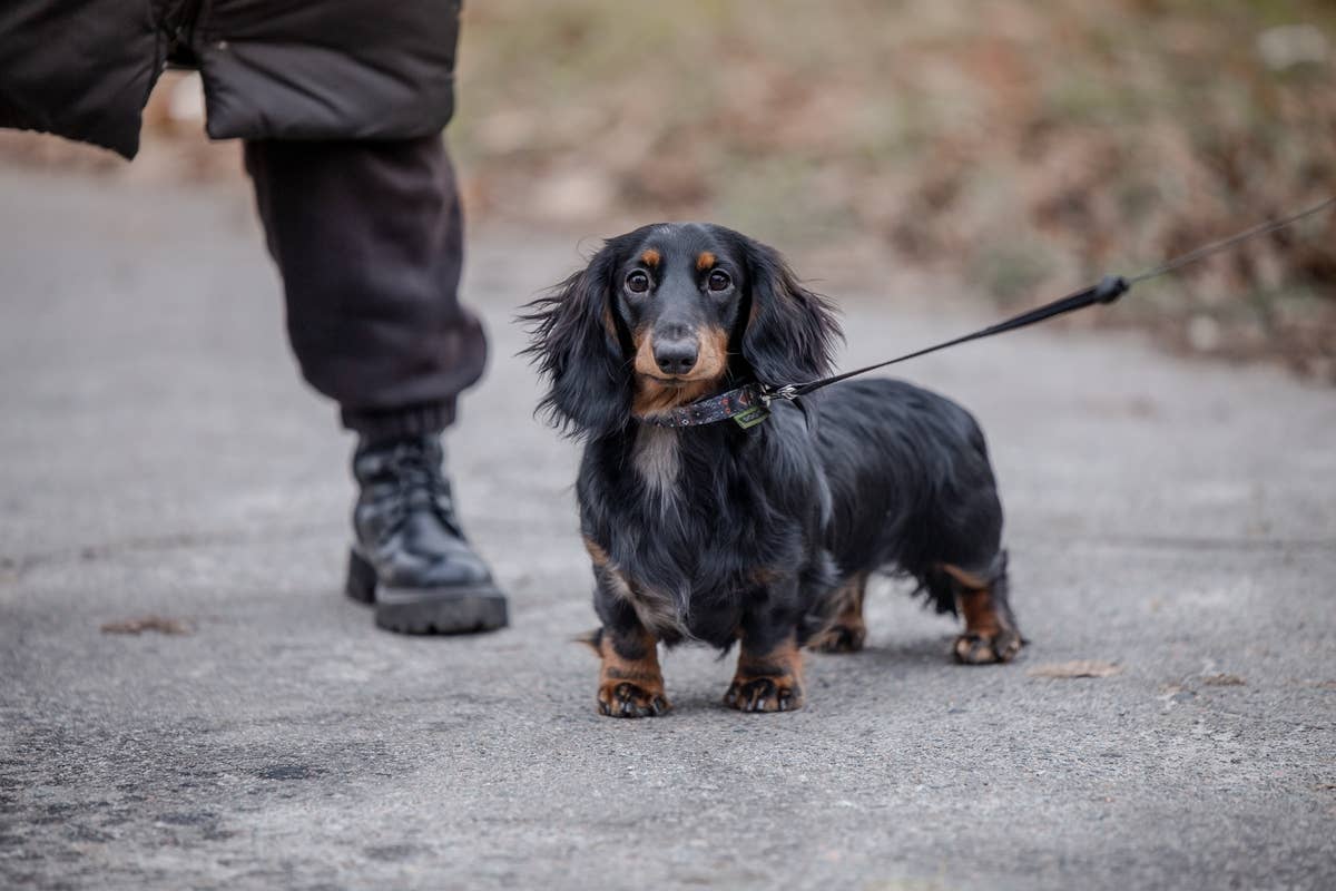 Sreang Haired Dachshund