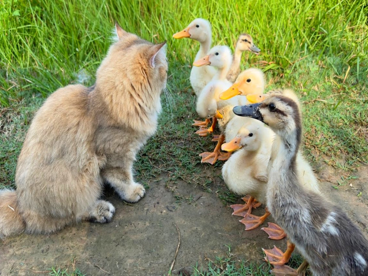 ducklings cat rabbit