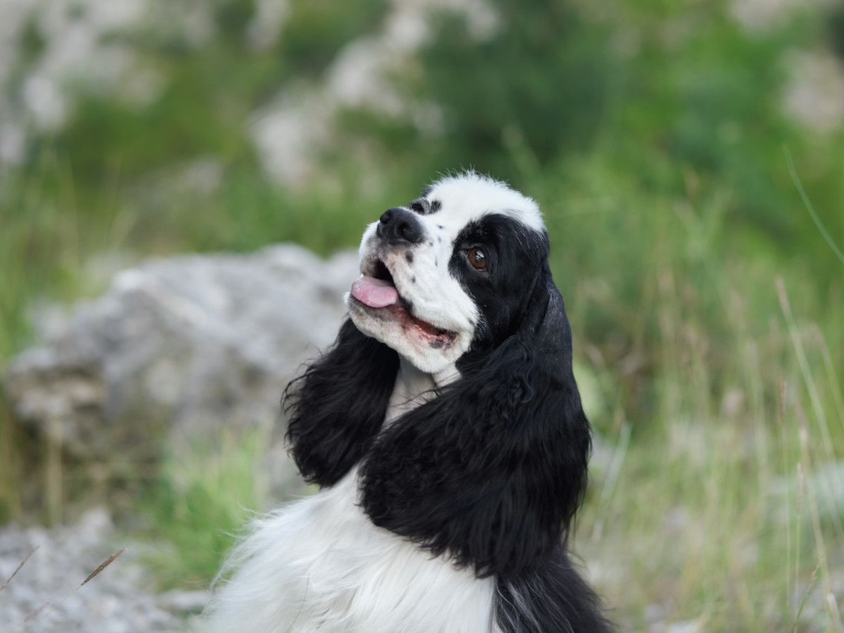 white cocker spaniel dog