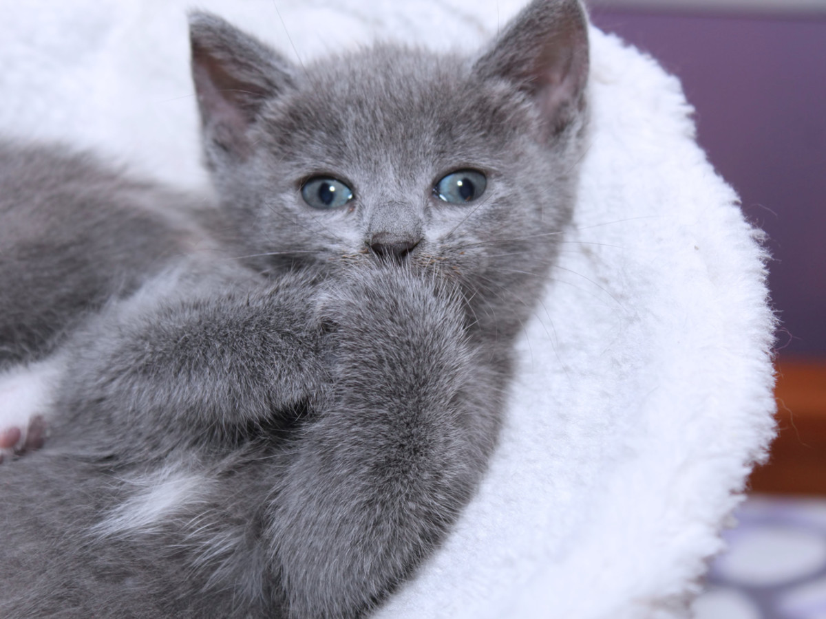 gray kitten fluffy