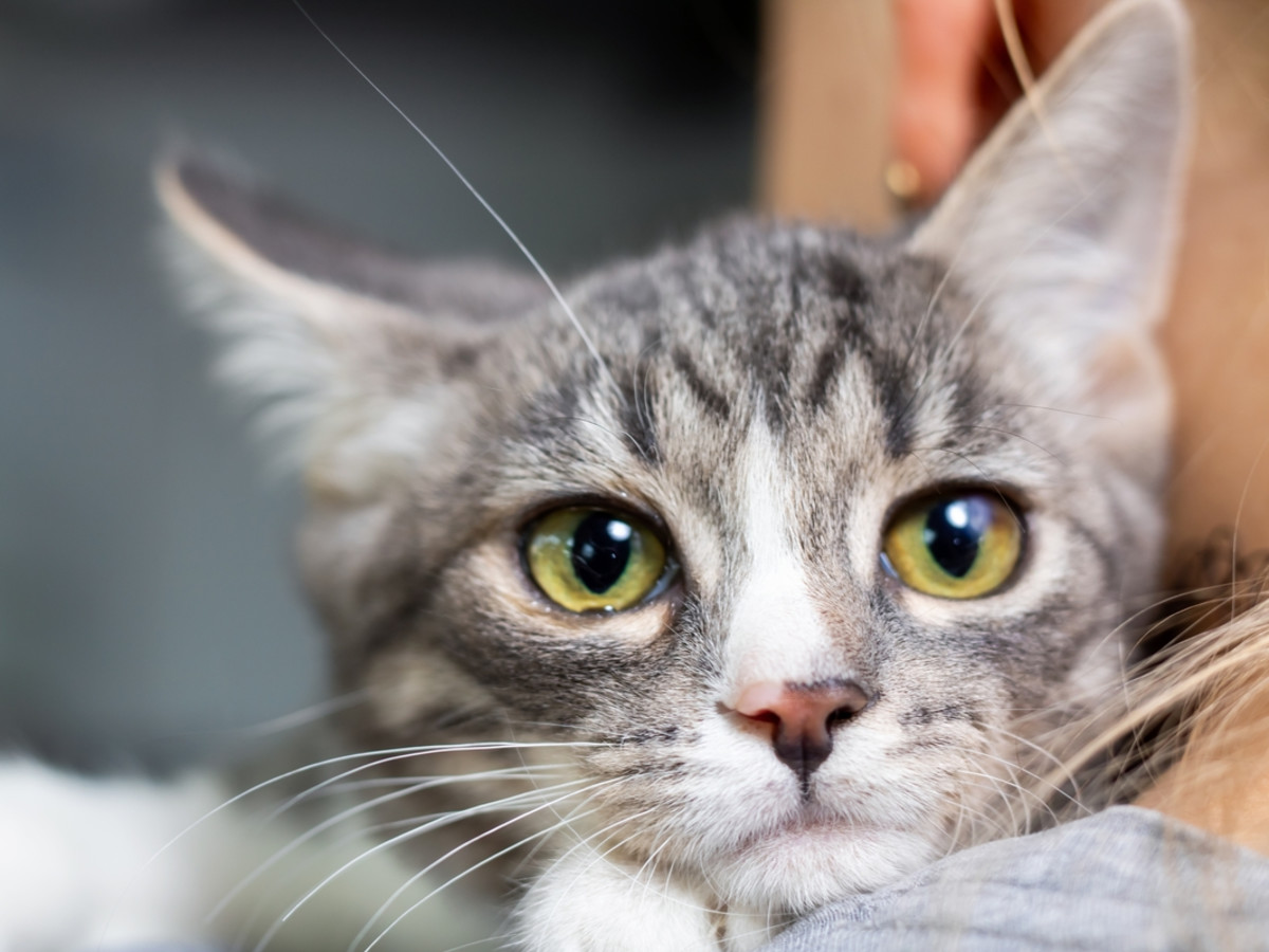 note about cat over hatch