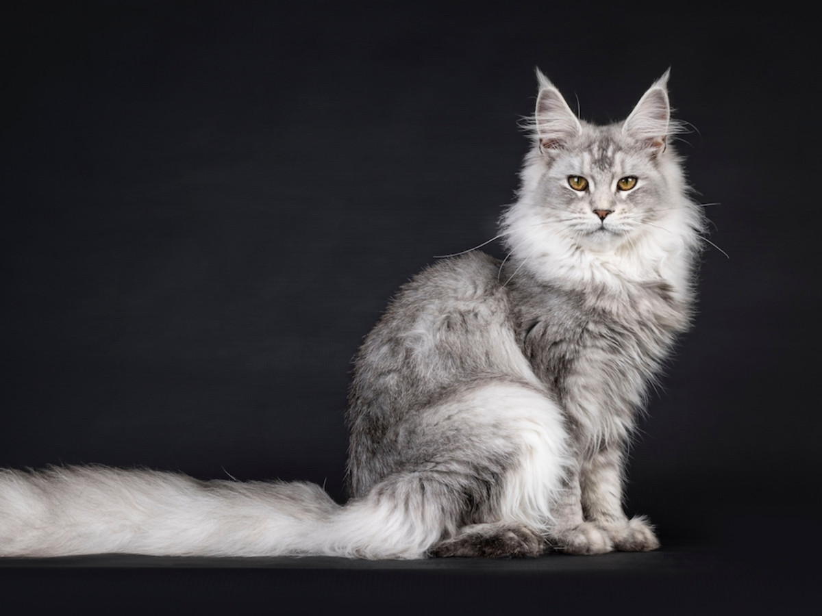 world record biggest cat