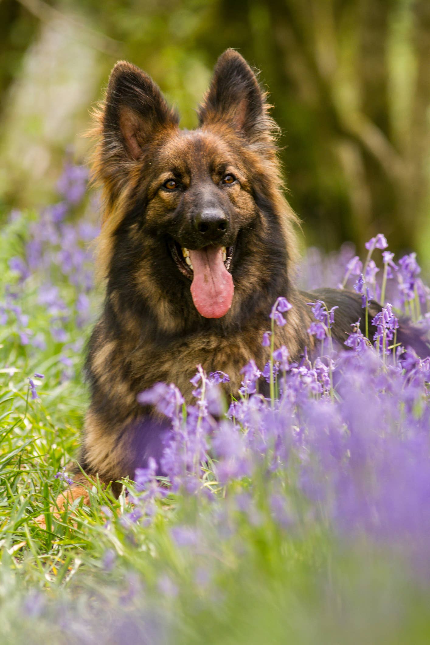 German Shepard Names