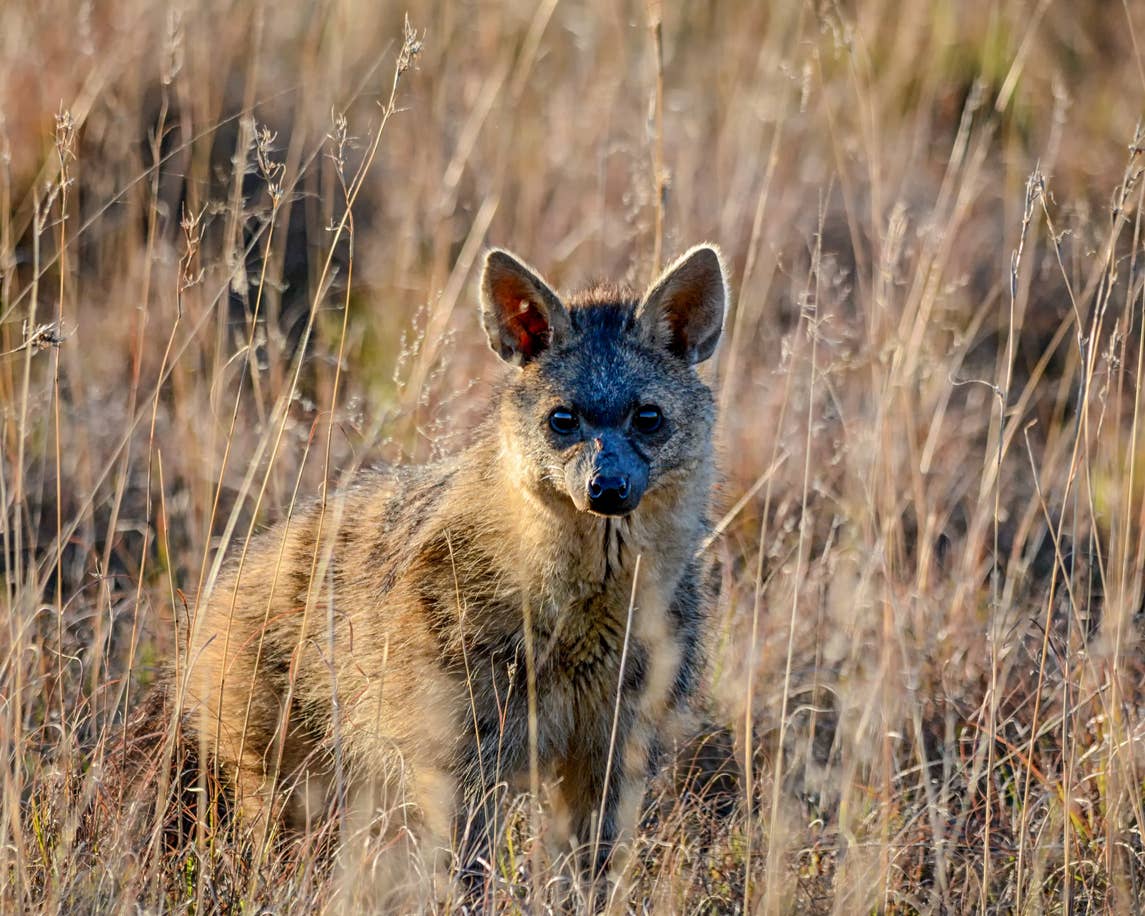 55 Cutest Animals From Around the World - Parade Pets
