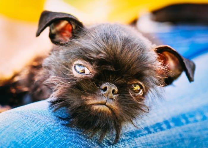 30 Toy Dog Breeds — Best Tiny Dogs You'll Love - Parade Pets