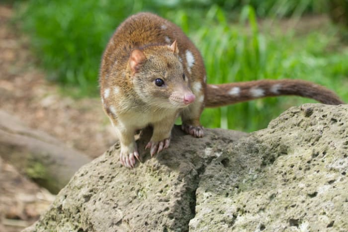 55 Cutest Animals From Around the World - Parade Pets