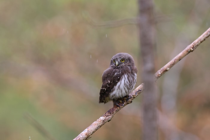 55 Cutest Animals From Around the World - Parade Pets