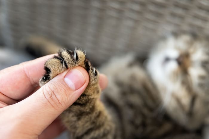 What Is Cat Declawing? The Pros, Cons, and What to Know About Declawing ...