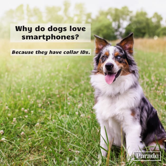 75 Dog Jokes - Funny Dog Jokes to Make You Howl - Parade Pets