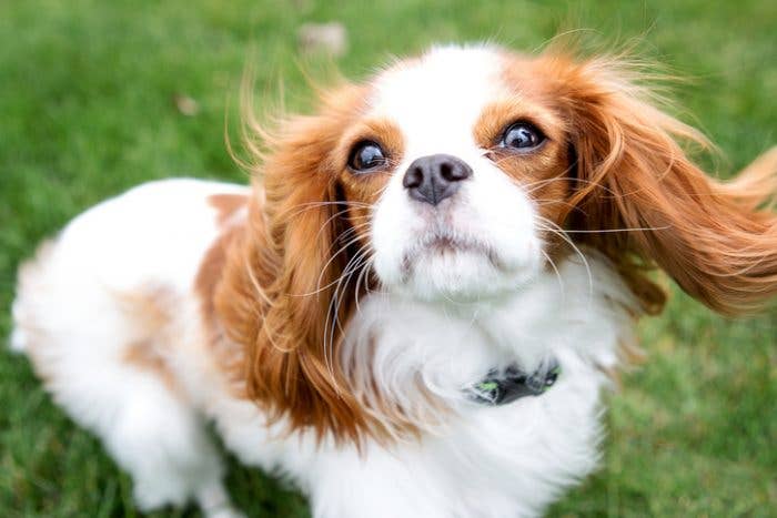 30 Toy Dog Breeds — Best Tiny Dogs You'll Love - Parade Pets
