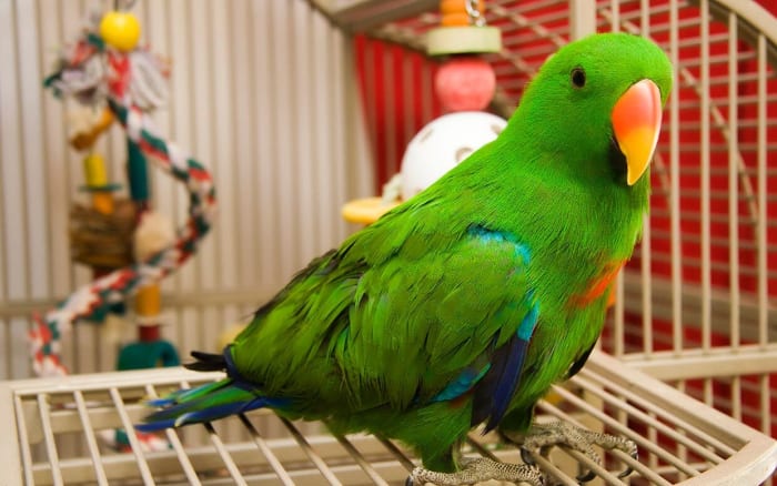 150 Best Bird Names for Your Feathered Friend - Parade Pets