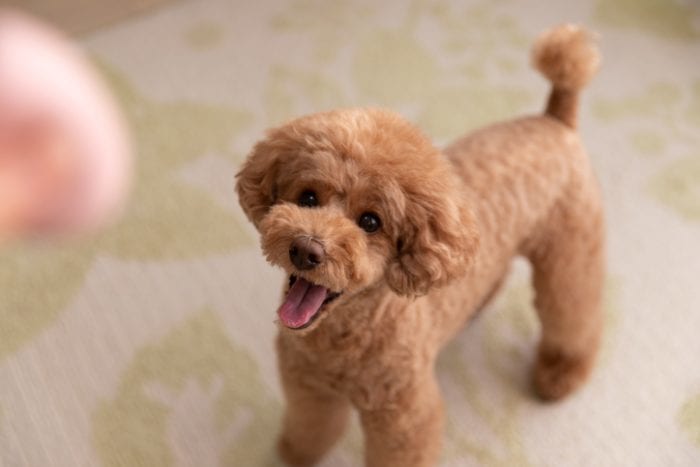 30 Toy Dog Breeds — Best Tiny Dogs You'll Love - Parade Pets