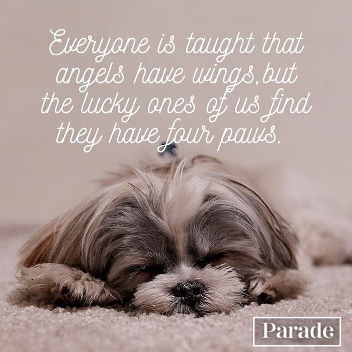 100+ Pet Loss Messages To Write in a Sympathy Card - Parade Pets
