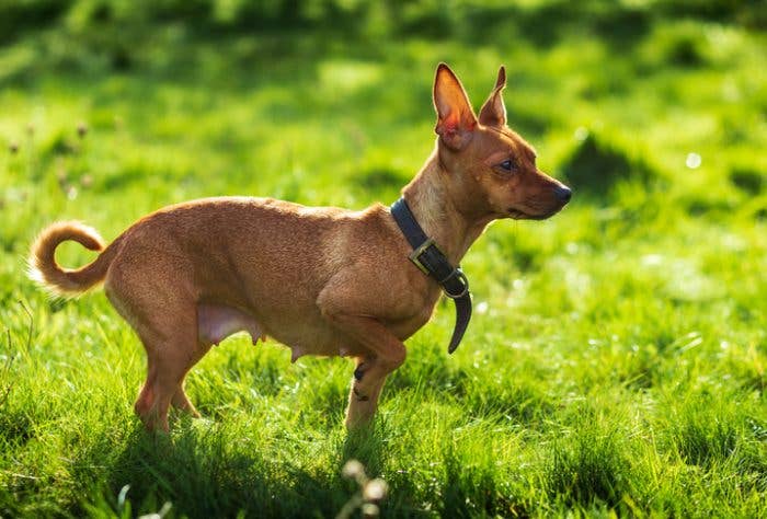 30 Toy Dog Breeds — Best Tiny Dogs You'll Love - Parade Pets