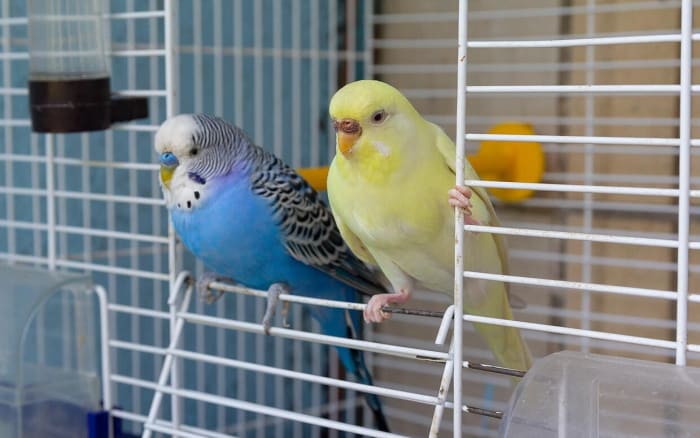 150 Best Bird Names for Your Feathered Friend - Parade Pets