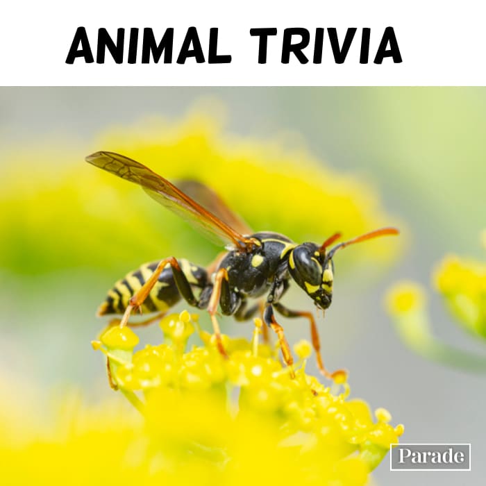 100 Animal Trivia Questions With Answers For Kids Adults Parade Pets 100-animal-trivia-questions-with-answers-for-kids-adults-parade-pets