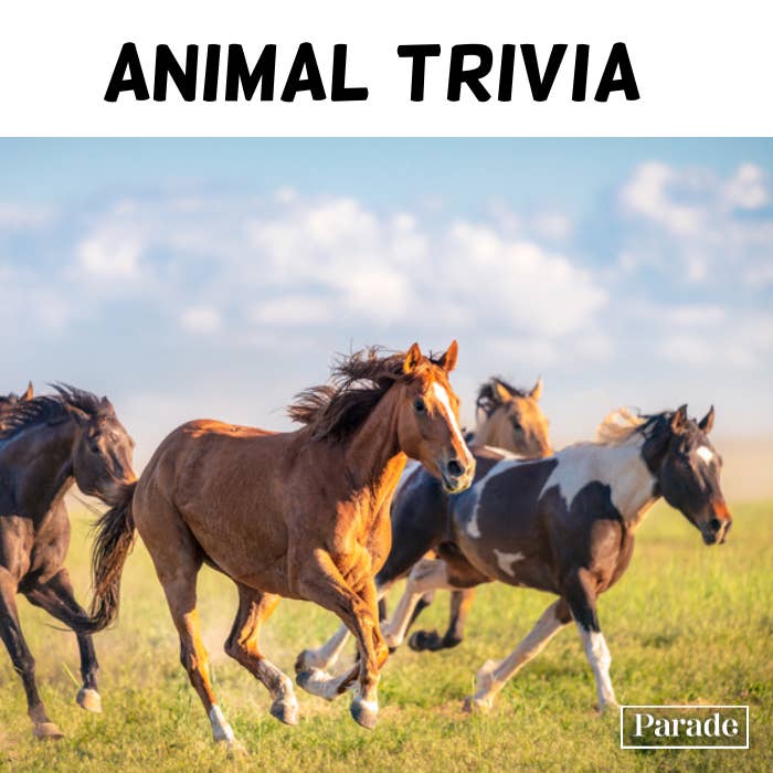 100 Animal Trivia Questions with Answers for Kids & Adults - Parade Pets